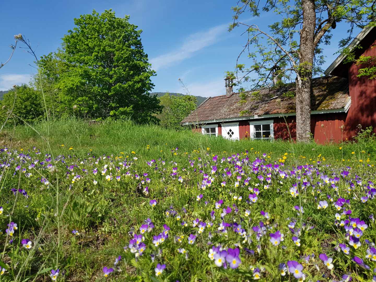 Sommerhilsener fra Frid, Ellinor og Torill - Serieliv