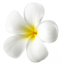 Hvit-blomst - Serieliv